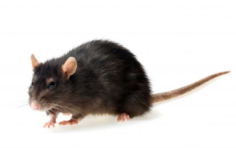 Extermination de rats | Exterminateur de rats à Montréal